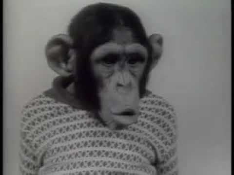 Xerox Commercial - Chimp Makes Copies - THE BIG AD